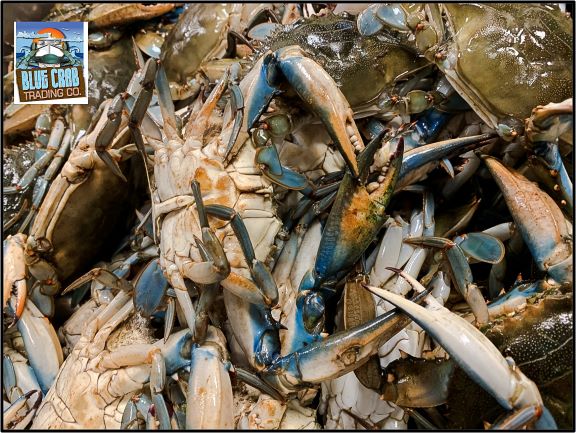MD Blue Crabs